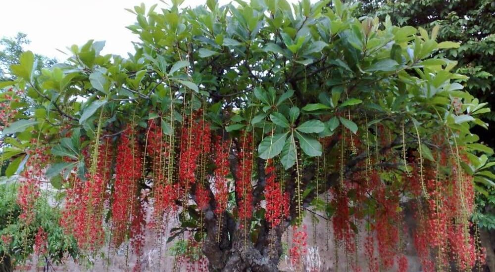 Căn thời gian ra hoa cho cây khoa học